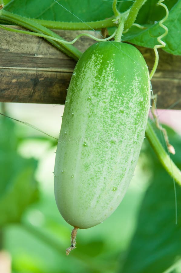 Green cucumber on tree stock image. Image of nutrition - 36977459