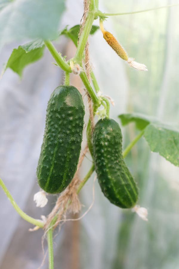Green cucumbers stock image. Image of color, harvesting - 20636861