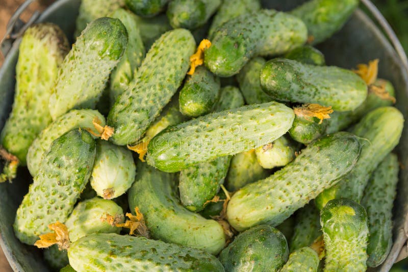 Green Cucumbers in a Bucket Close-up Stock Photo - Image of cultivated ...