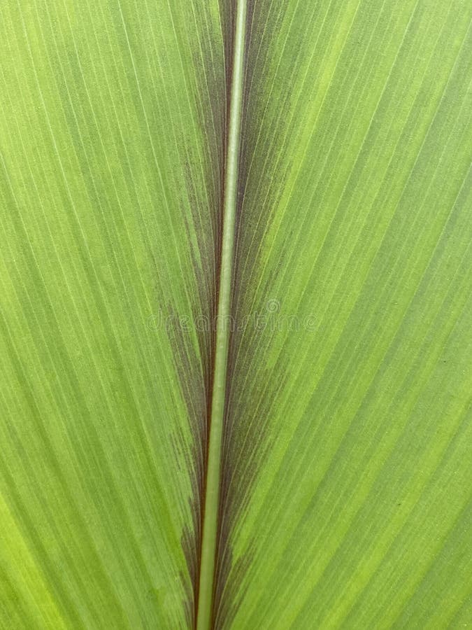 Green Curcuma Sessilis Leaf Texture Stock Photo - Image of nature ...