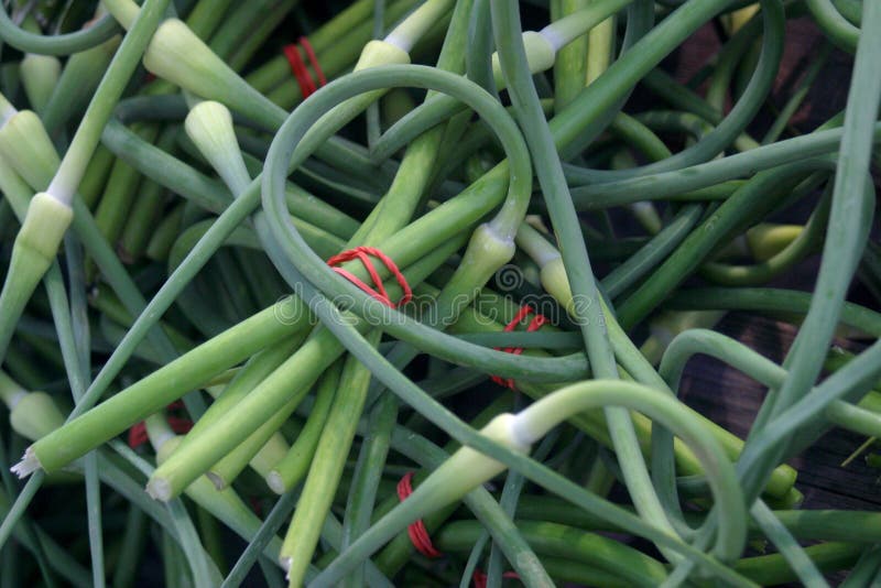 Green Curls stock image. Image of plant, brunch, tied, food - 172135