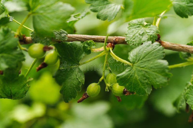 Green Currant on a Blur Leaves Backgrounds Stock Image - Image of ...