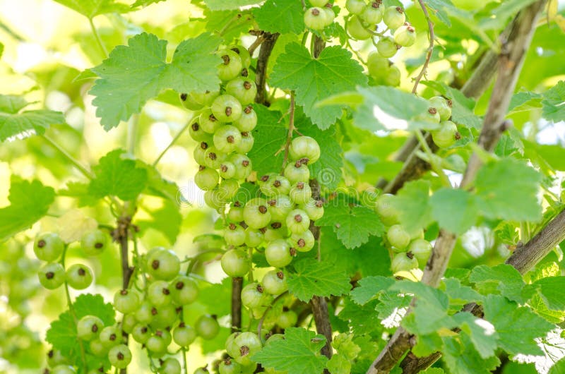 Red Currant with a Green Unripe Color Stock Photo - Image of garden ...