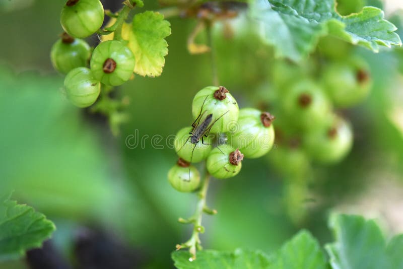 Green Currant in the Garden Stock Photo - Image of april, bush: 189418682