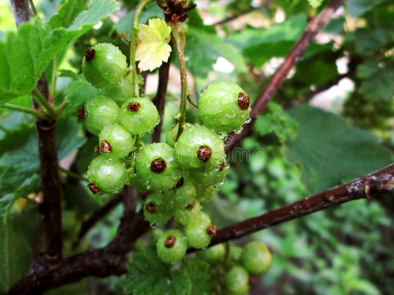 Green Currant stock photo. Image of berry, effect, circle - 94015782