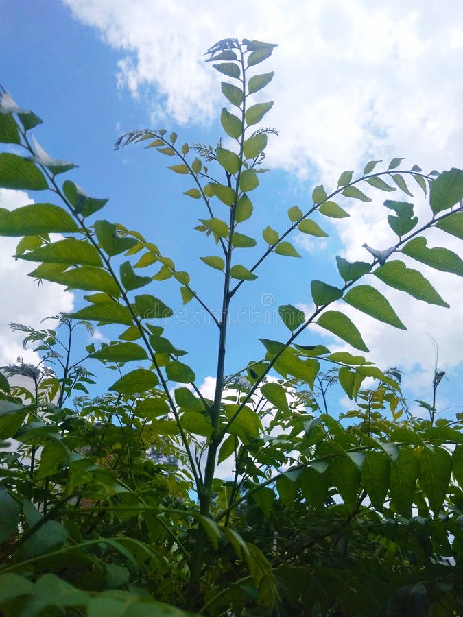 1,136 Curry Leaf Tree Photos - Free & Royalty-Free Stock Photos from ...