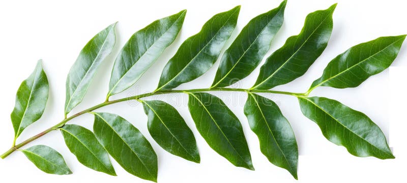Green Curry Leaves Isolated on Transparent Background Stock ...