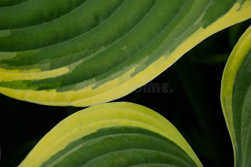 Green curve of leaves stock image. Image of green, texture - 54283721