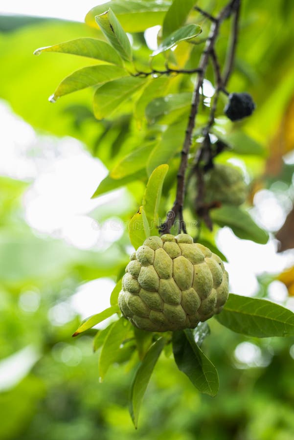 Green Custard Apple Fruit on the Tree Stock Photo - Image of ingredient ...