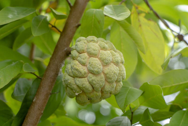 Green Custard Apple Fruit on the Tree Stock Photo - Image of fruits ...
