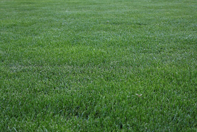Green Cut Grass stock photo. Image of meadow, field, lawn - 38026656