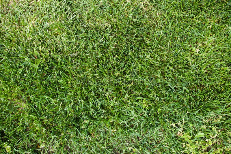 Fresh Green Grass on the Mountain Background Stock Photo - Image of ...