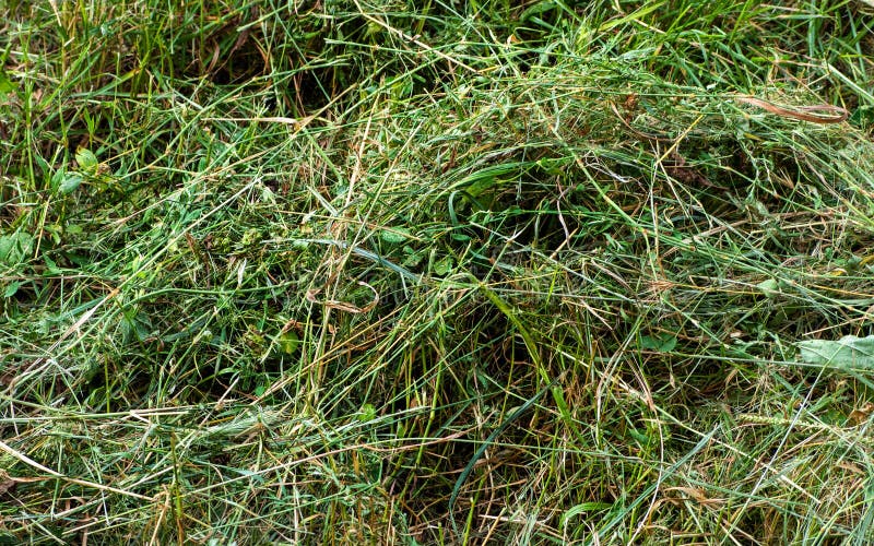 Green Cut Grass - Ground Texture Stock Image - Image of grassy, meadow ...