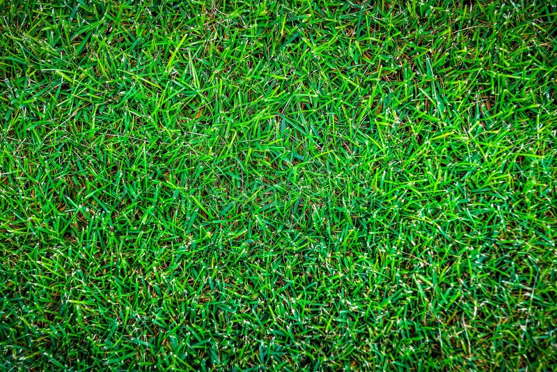 Green cut grass texture stock image. Image of cutting - 333994947