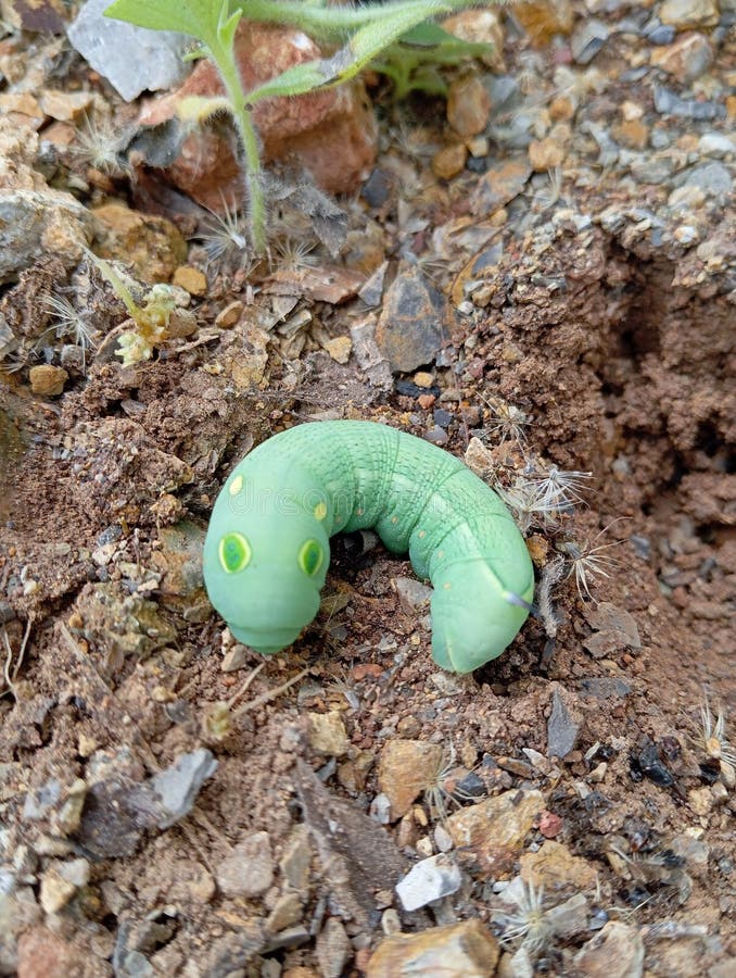 A Green Cute Caterpillar on the Ground Stock Photo - Image of green ...