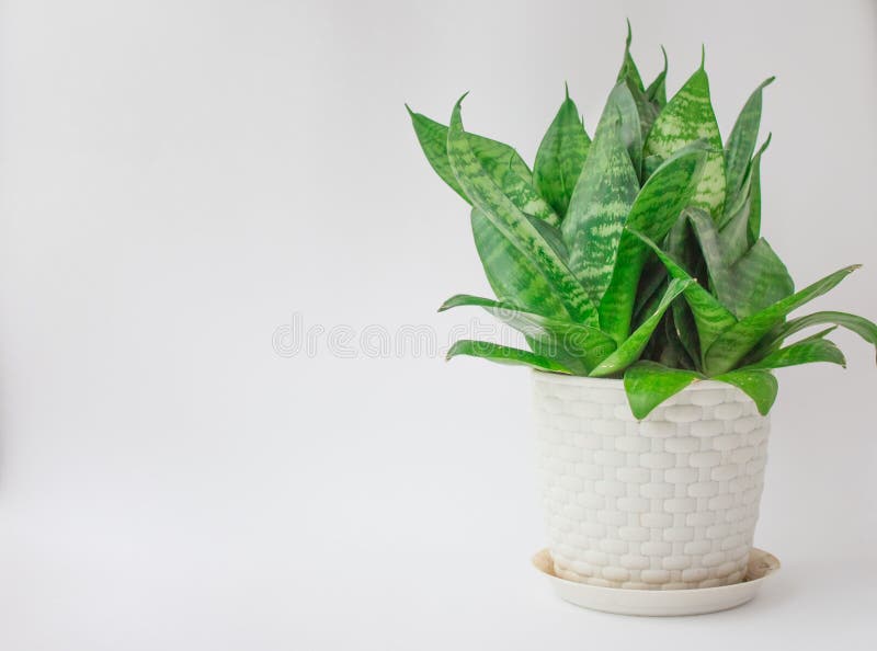 Aloe Vera Resorts Stock Photos - Free & Royalty-Free Stock Photos from ...