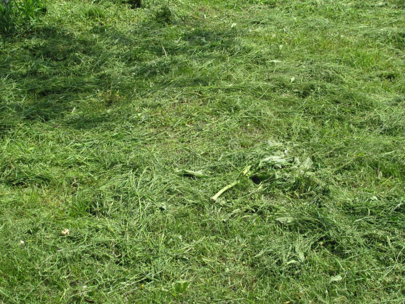 403 Green Cutted Grass Background Stock Photos - Free & Royalty-Free ...