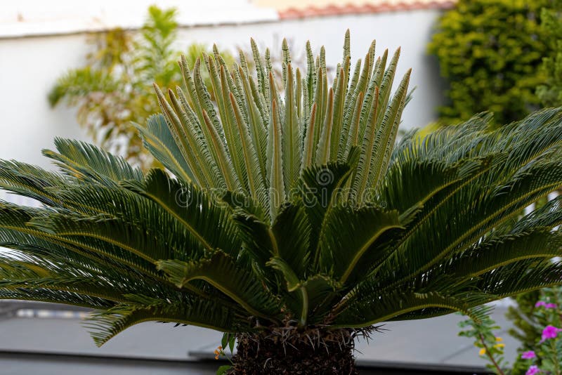 Green Cycad Plant stock image. Image of cycas, cycadales - 230701355