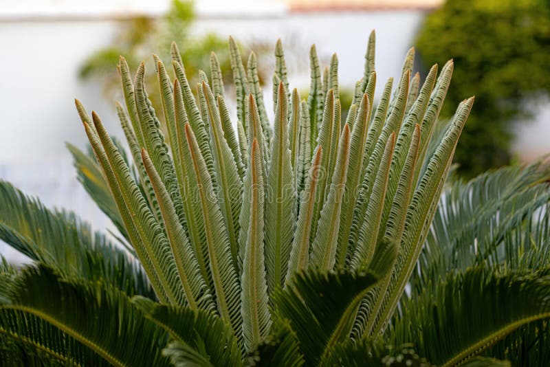 Green Cycad Plant stock photo. Image of decorative, foliage - 230701364