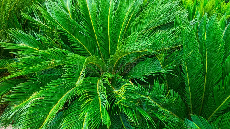 Green Cycad Plants in Garden Stock Image - Image of vibrant, palm ...