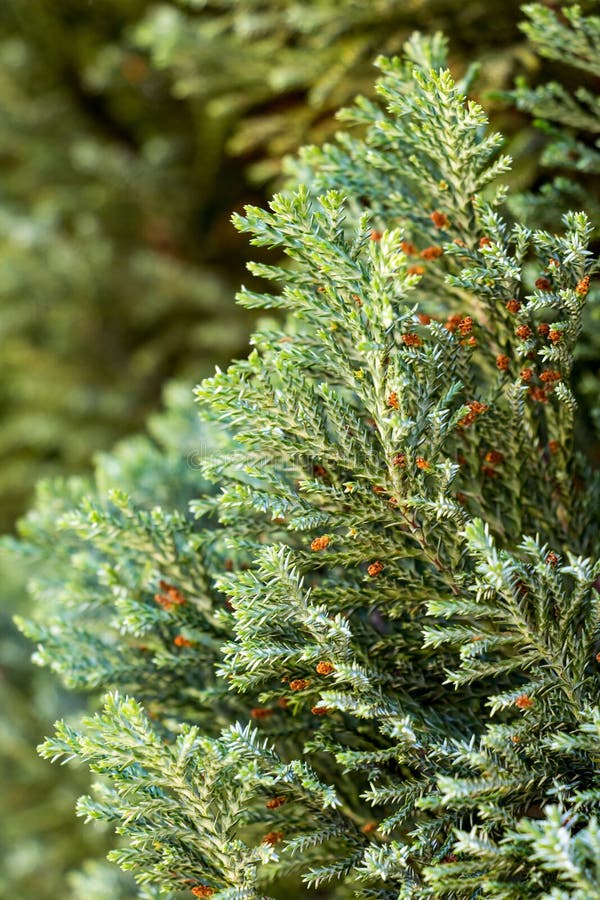 The green cypress. stock photo. Image of closeup, detail - 124710750