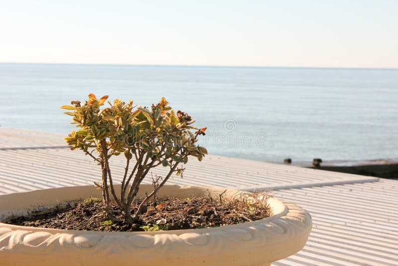 Green Cypress Growing in the Street Stock Image - Image of growing ...
