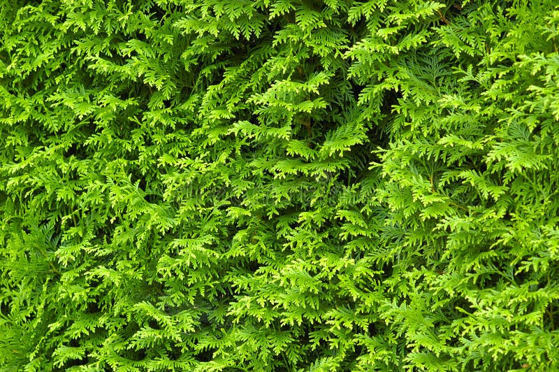 Green cypress hedge stock image. Image of cedar, layout - 1118381