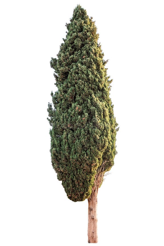 Green cypress tree stock photo. Image of cypress, needles - 89907638