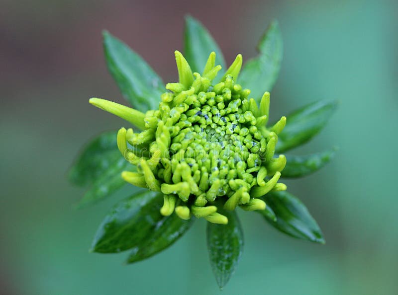 Green Daisy stock image. Image of bloom, plant, outdoors - 87876893