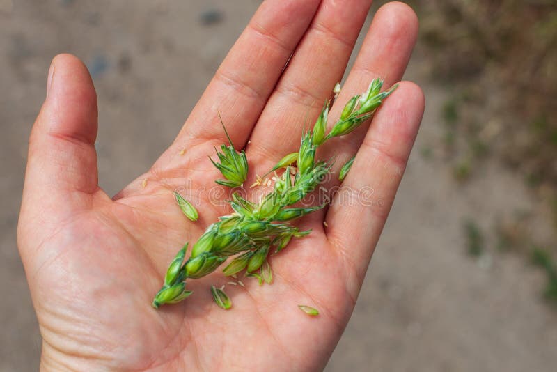 Green Darnel on a Male Palm Outdoors Stock Image - Image of palm ...
