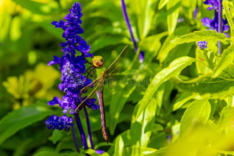 The Green Darner or Common Green Darner (Anax Junius) Stock Photo ...