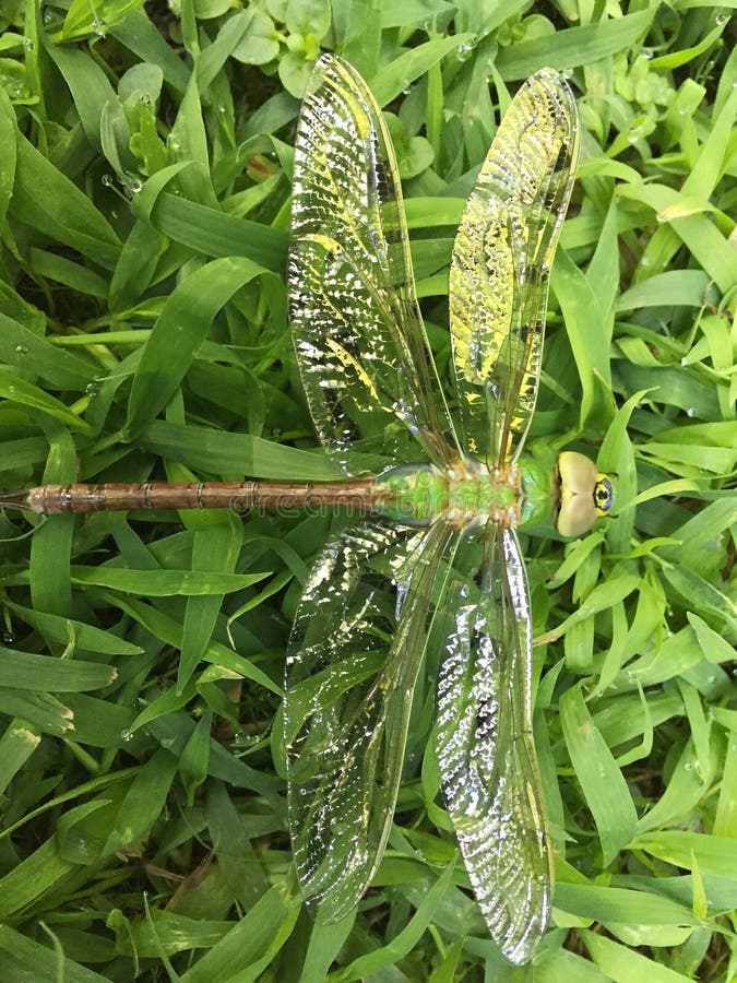 Green Darner Dragon Fly on Grass Stock Photo - Image of dragon, wings ...