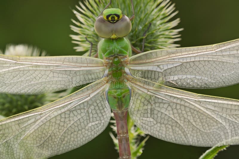 Green Darner Dragonfly stock image. Image of macro, thistle - 9640437