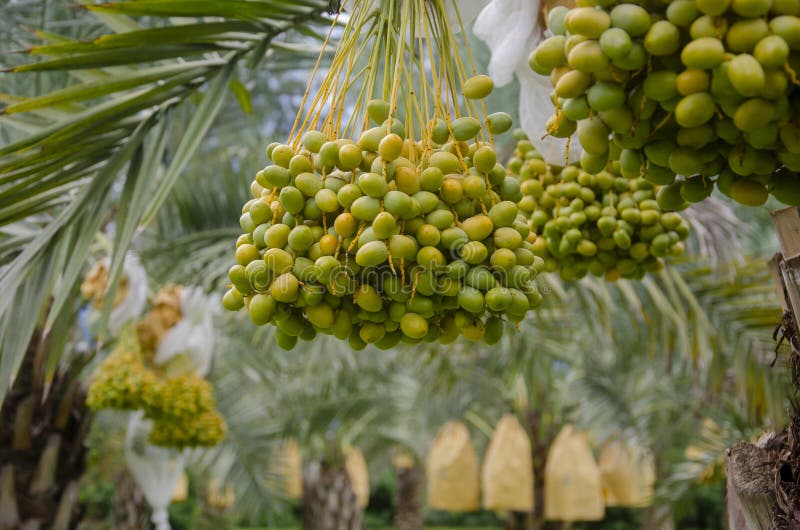 Green Date Palm Fruit on the Tree at the Garden Stock Image - Image of ...