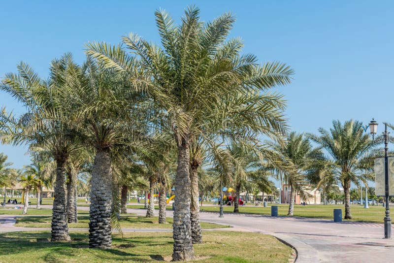 Green Date Trees Growing in the Park in the Ruins of Diraiyah, Also As ...