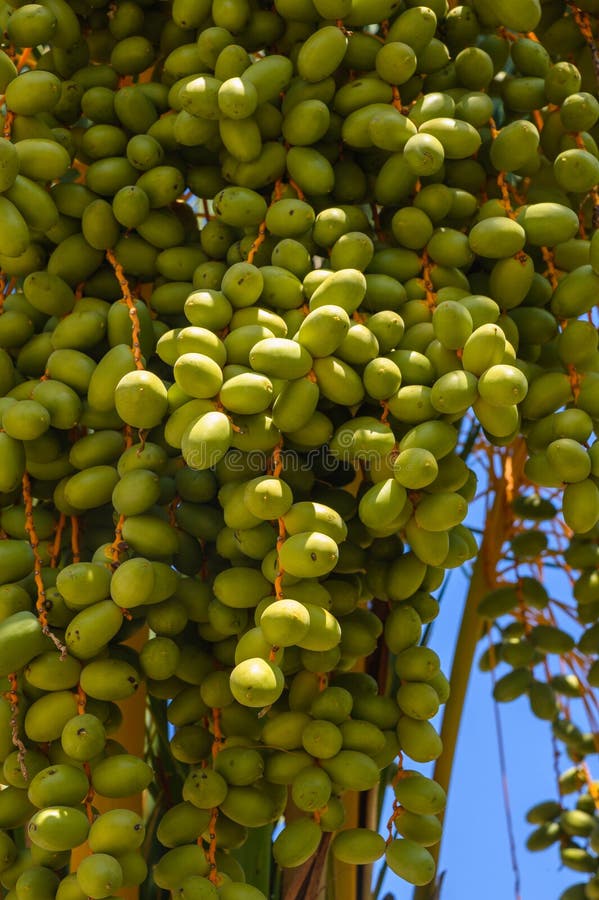 Green Dates on Branch for Background Stock Image - Image of crunchy ...