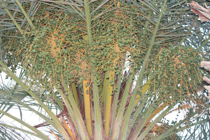 Green Dates. Date Palm. Egypt Stock Image - Image of dates, tree: 181098671