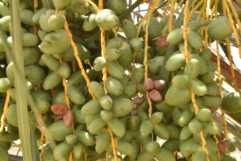 Green Dates Palm Fruit with Branches on Dates Palm Tree.Starting Stage ...