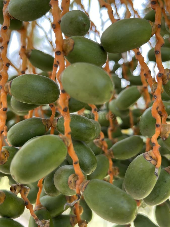 Green Dates Palm Fruit with Branches on Dates Palm Tree. Starting Stage ...