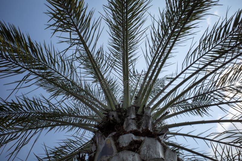 Green Dates Palm Tree with Blue Sky Background Stock Photo - Image of ...