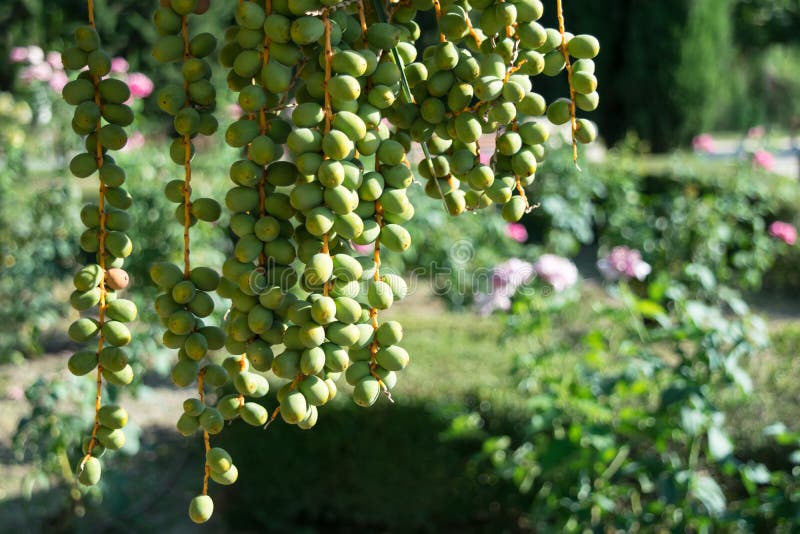 Green Dates. Palm Tree Fruits in a Garden Stock Image - Image of date ...