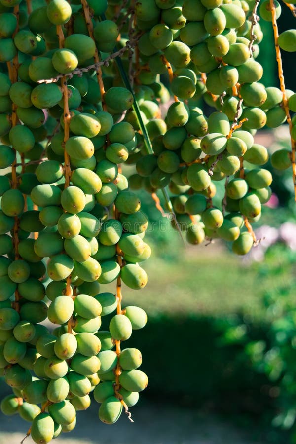 Green Dates. Palm Tree Fruits in a Garden Stock Photo - Image of tree ...