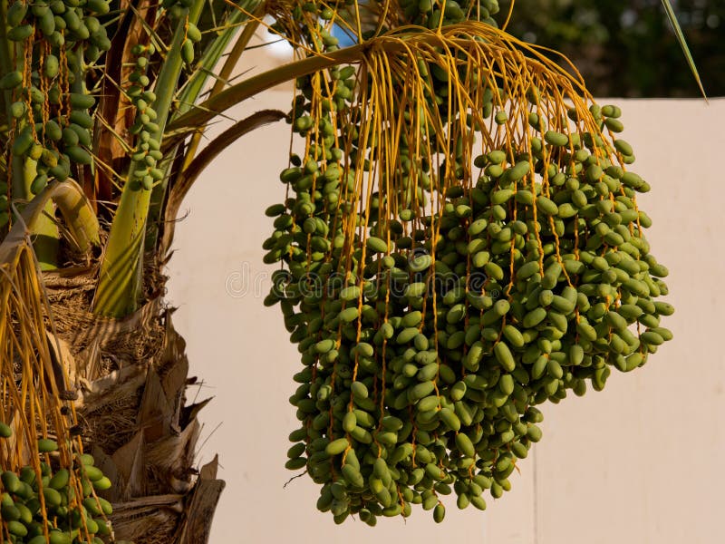 Green Dates Palm Fruit with Branches on Dates Palm Tree.Starting Stage ...
