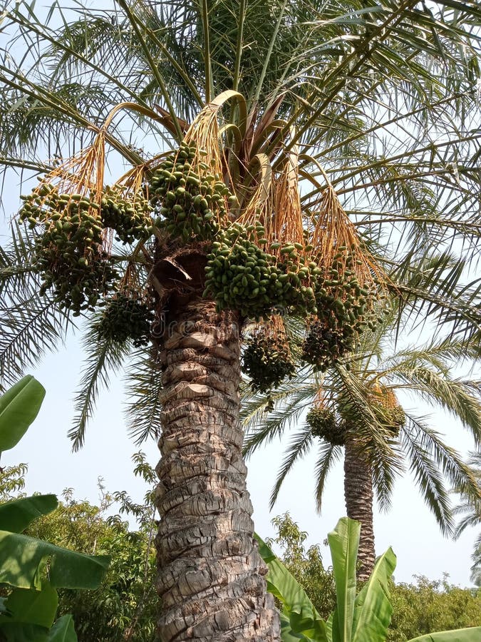 Green dates on a palm tree stock image. Image of beautiful - 226534829