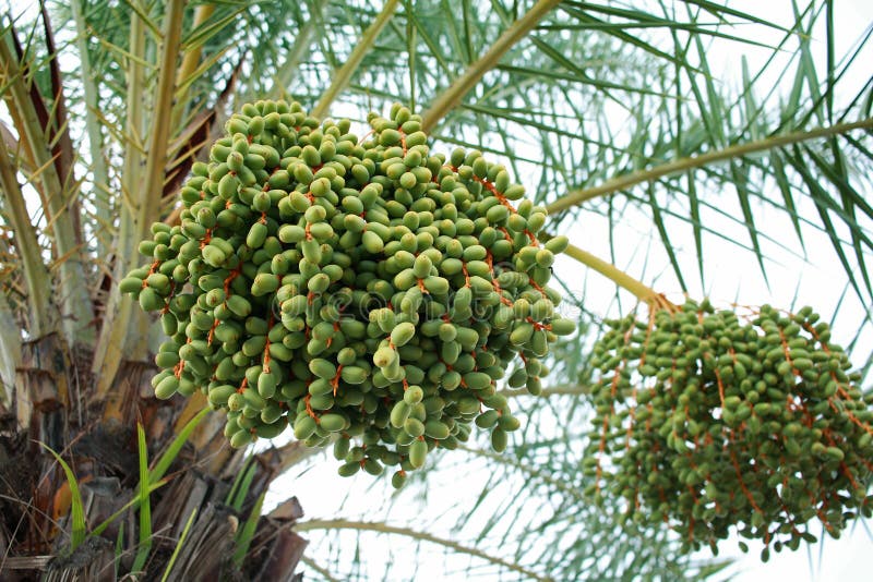 Green dates on a palm tree stock photo. Image of tree - 94528090