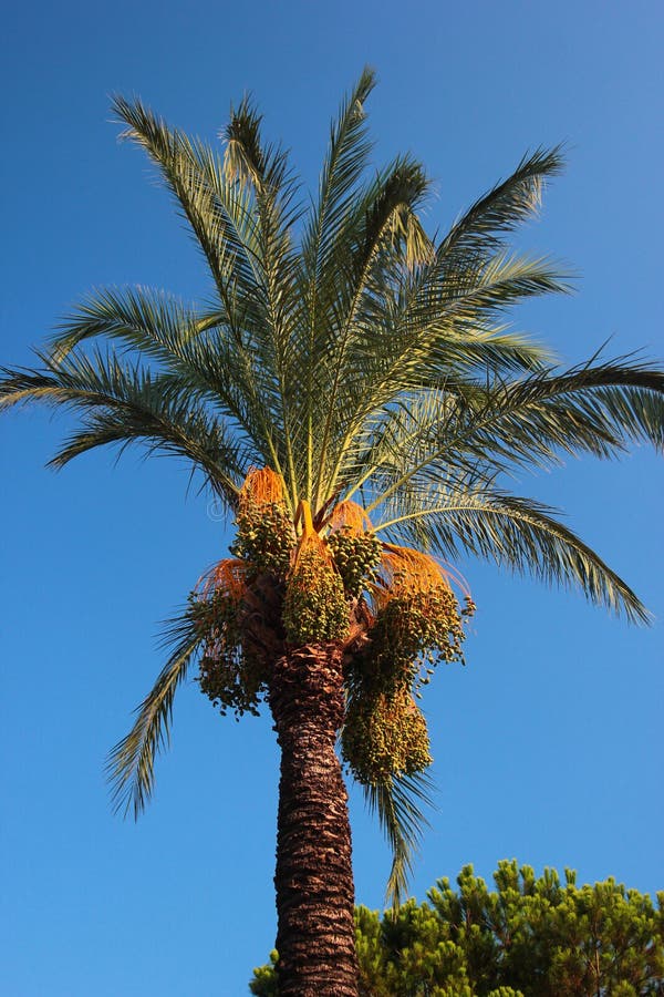 Green Dates on a Palm Tree, Phoenix Dactylifera Stock Image - Image of ...