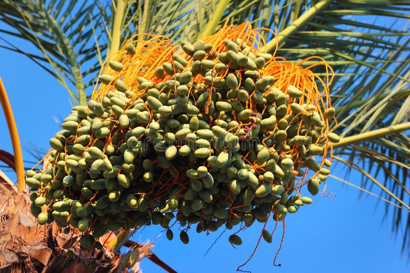 Green Dates on a Palm Tree, Phoenix Dactylifera Stock Image - Image of ...