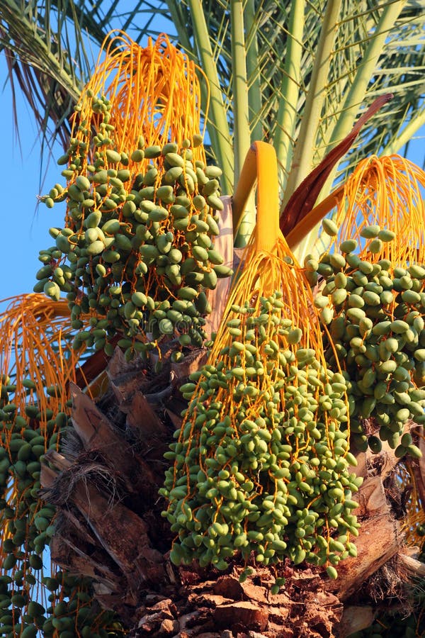Green Dates on a Palm Tree, Phoenix Dactylifera Stock Photo - Image of ...