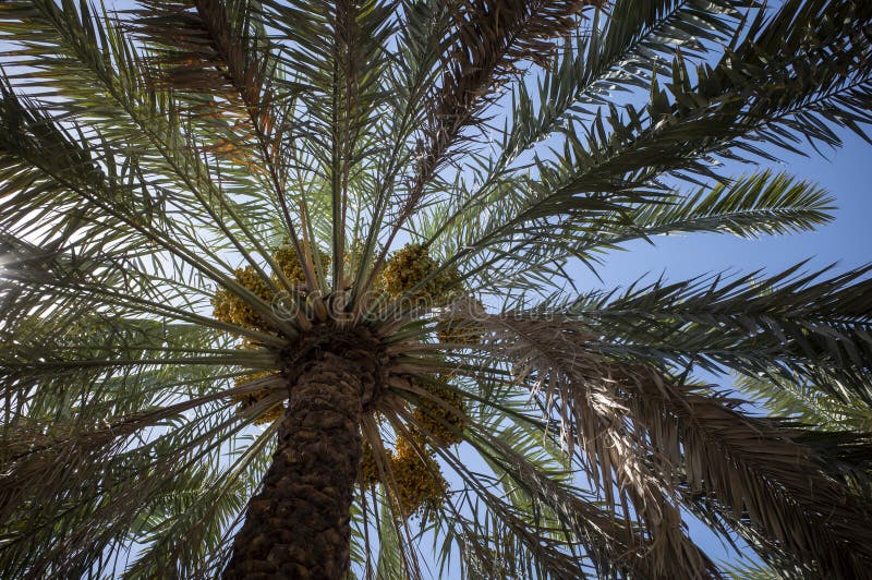 Green Dates Palm Tree (Phoenix Dactylifera L) with Blue Sky Background ...