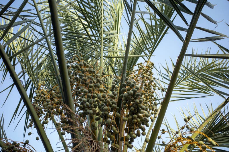 Green Dates Palm Tree (Phoenix Dactylifera L) with Blue Sky Background ...